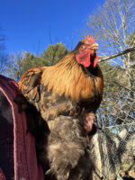 Can Animals Feel Pain? Pain Recognition in Livestock - Countryside